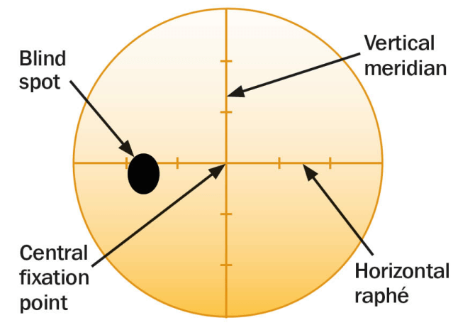 Blind Spot Anatomy Explainer: What Is Age Related Macular